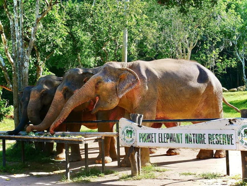 Phuket Elephant Nature Reserve - Half Day Elephant Adventure - Key Points
