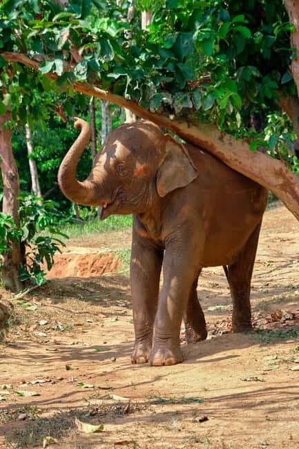 Phuket Elephant Nature Reserve - Half Day Elephant Adventure - An Honest Look at the Phuket Elephant Nature Reserve