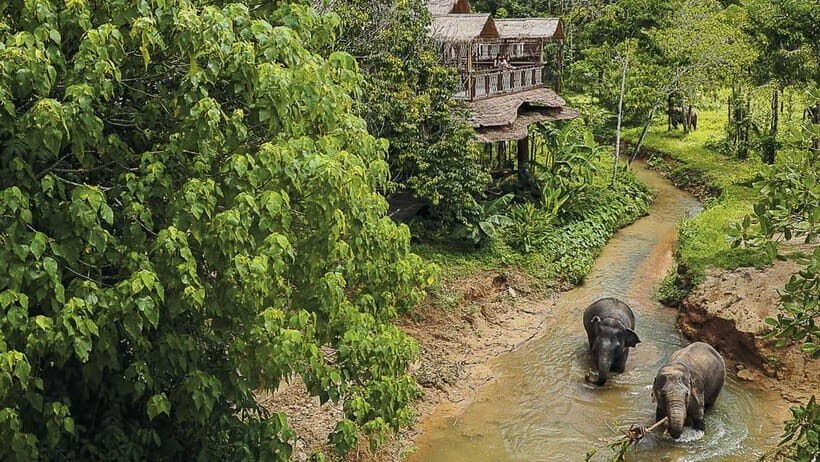 Phuket: Elephant Sanctuary Canopy Walkway Tour - An In-Depth Look at the Phuket Elephant Sanctuary Canopy Walkway Tour