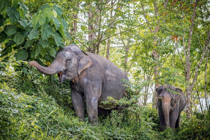 Phuket Elephant Sanctuary Canopy Walkway Tour - What Travelers Are Saying