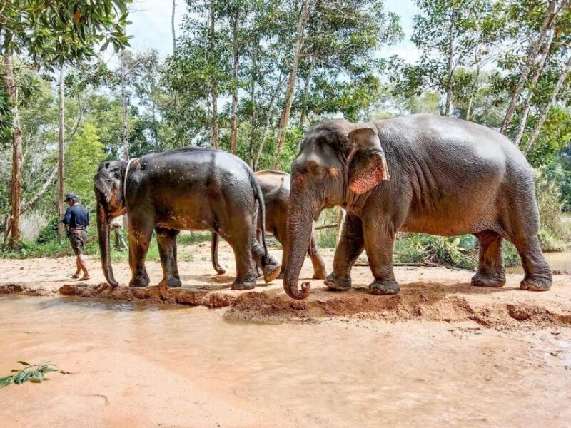 Phuket: Elephant Sanctuary Eco Guide Walk & Forage Tour - Introduction