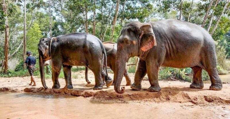 Phuket: Elephant Sanctuary Eco Guide Walk & Forage Tour - Transport and Logistics
