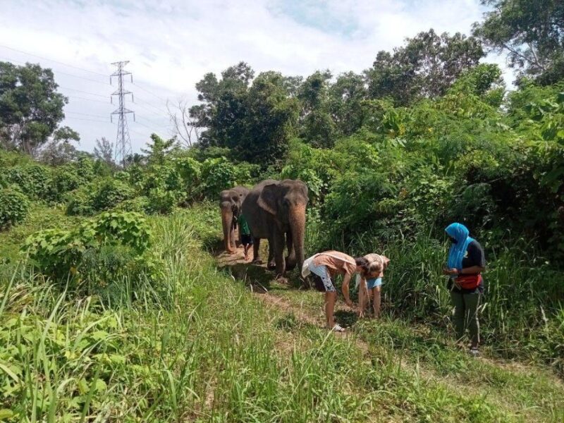 Phuket: Elephant Sanctuary Eco Guide Walk & Forage Tour - FAQ