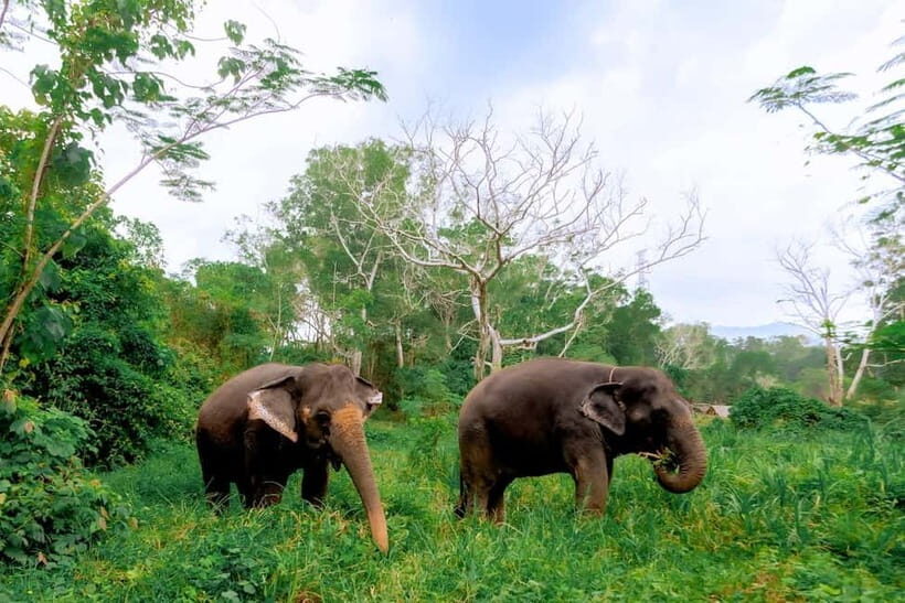 Phuket: Elephant Sanctuary Feed and Bathe Gentle Giants - Practical Details: Transportation, Group Size, and Value