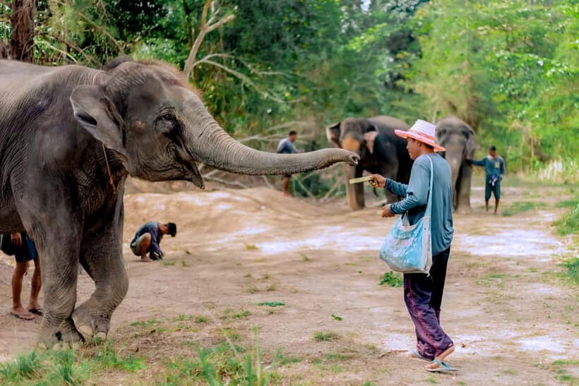 Phuket: Elephant Sanctuary Feed and Bathe Gentle Giants - Who Will Love This Tour?