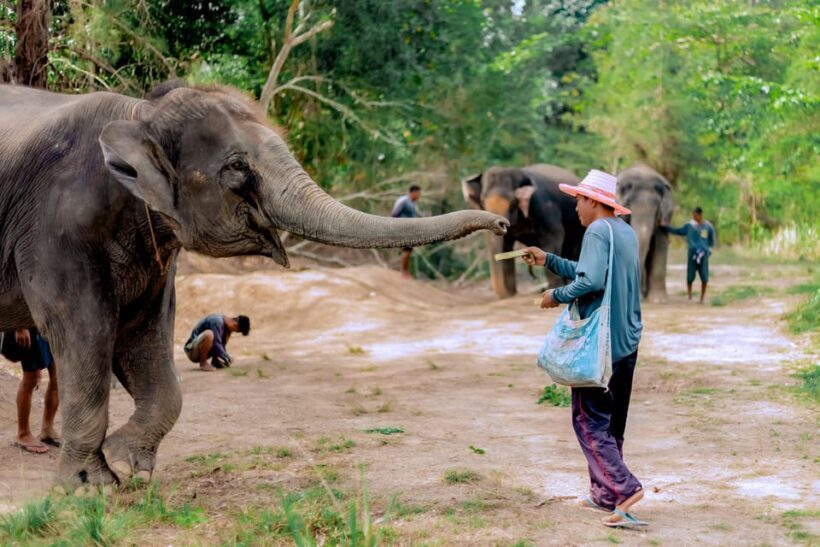 Phuket: Elephant Sanctuary Feed and Bathe Gentle Giants - Final Thoughts
