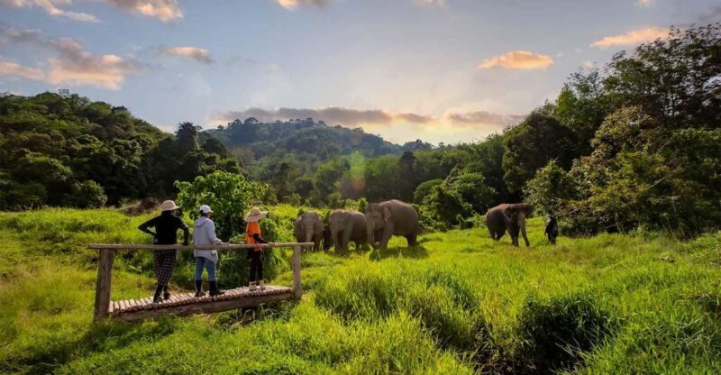 Phuket: Elephant Sanctuary Guided Tour with Hotel Transfers - Key Points