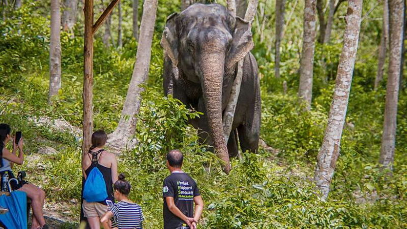 Phuket Elephant Sanctuary: Half-Day with Vegetarian Meal - Key Points