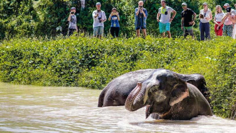 Phuket Elephant Sanctuary: Half-Day with Vegetarian Meal - Who Is This Tour Best For?