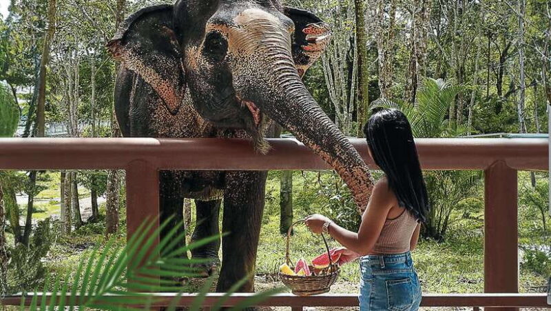 Phuket Elephant Sanctuary: Half-Day with Vegetarian Meal - FAQ