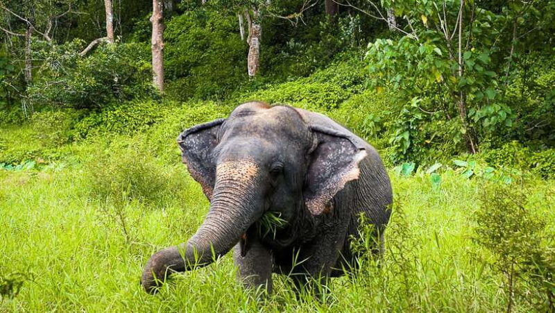 Phuket Elephant Sanctuary: Half-Day with Vegetarian Meal - Final Thoughts
