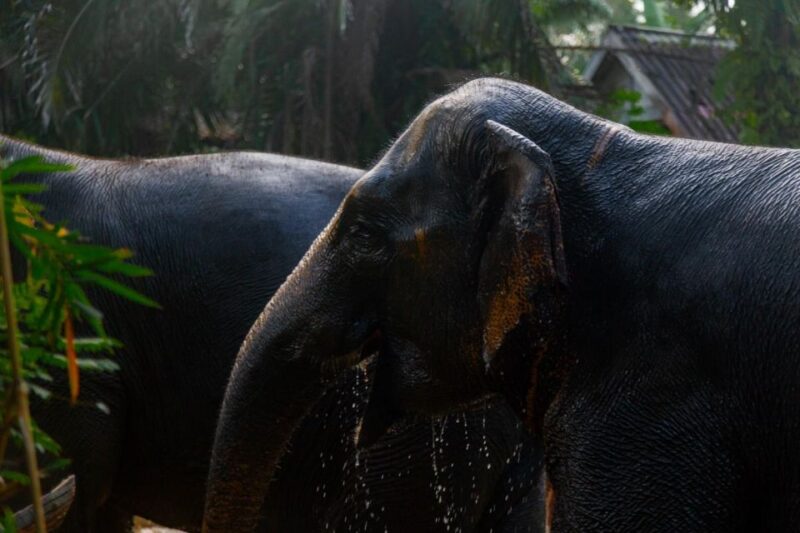 Phuket: Elephant Sanctuary Small Group Tour in Khao Lak - Key Points