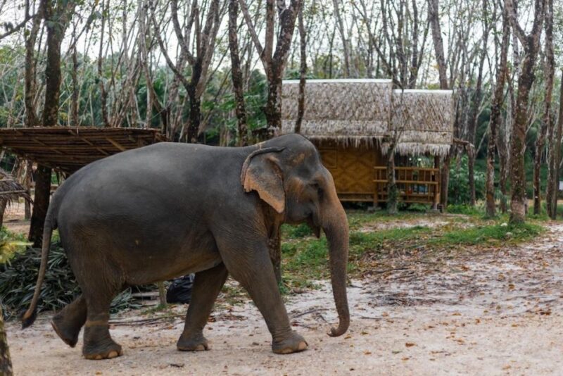 Phuket: Elephant Sanctuary Tour, Cooking Class & Lunch - FAQ