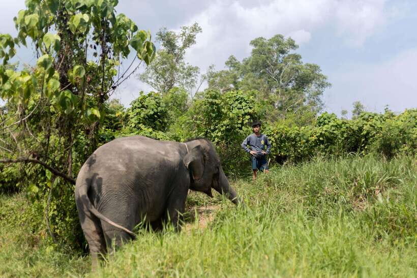 Phuket: Elephant Sanctuary Tour with Hotel Transfers - FAQs