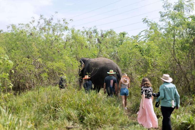 Phuket: Elephant Sanctuary Tour with Hotel Transfers - Key Points