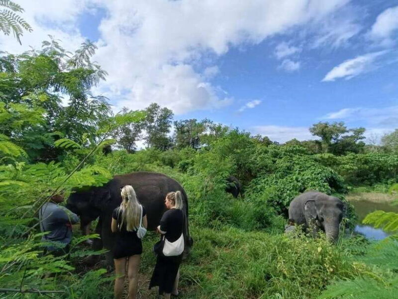 Phuket: Elephant Sanctuary Tour with Hotel Transfers - Who Will Love This Tour?