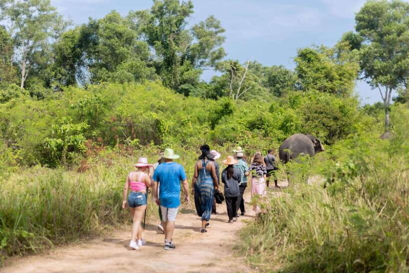Phuket: Elephant Sanctuary Tour with Hotel Transfers - What You Should Know Before Booking