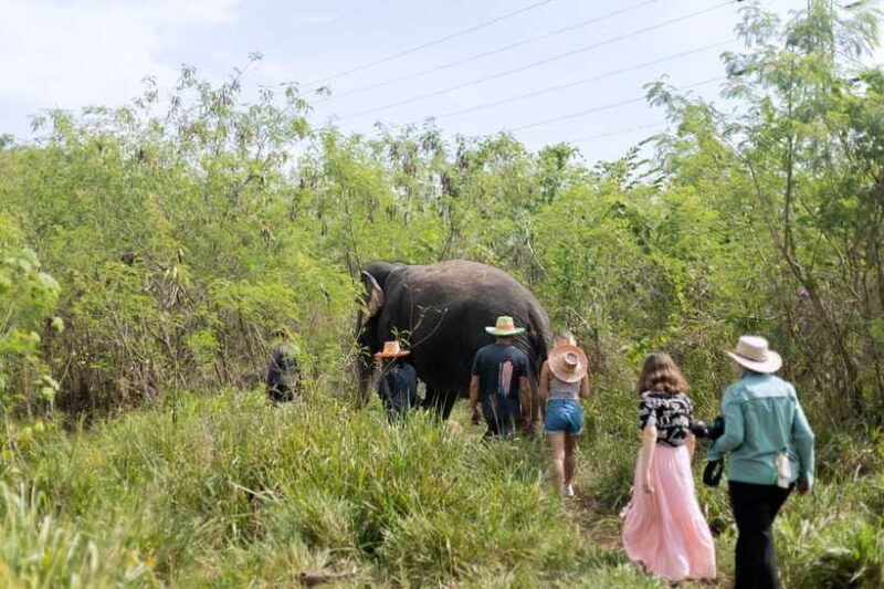 Phuket: Elephant Sanctuary Tour with Hotel Transfers - FAQs