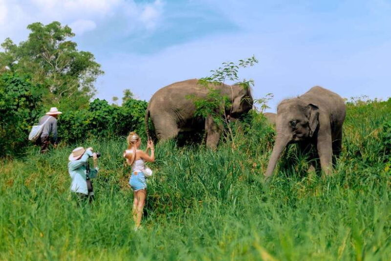 Phuket: Elephant Sanctuary Tour with Pickup & Optional Lunch - Key Points