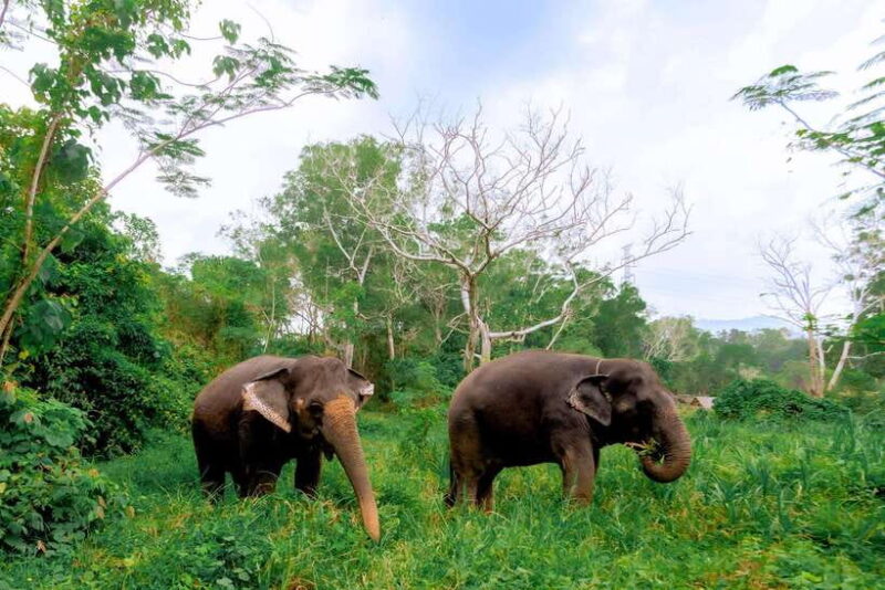 Phuket: Elephant Sanctuary Tour with Pickup & Optional Lunch - Final Thoughts