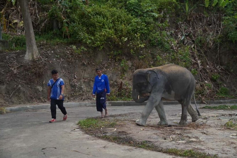 Phuket: Elephant Sanctuary & Zipline Adventure Combo - The Fine Print: Considerations and Limitations