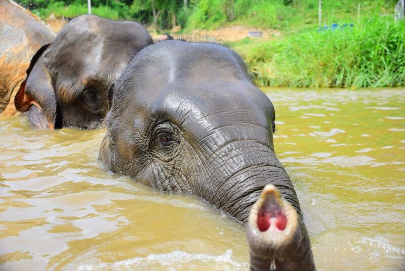 Phuket: Elephant Save & Care Program Tour - The Mud Spa and Shower Experience