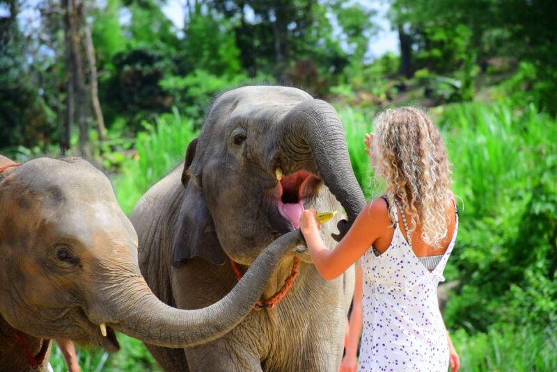 Phuket: Elephant Save & Care Program Tour - FAQs