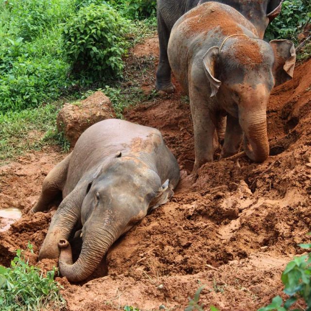 Phuket: Ethical Elephant Sanctuary Experience - The Value of the Experience