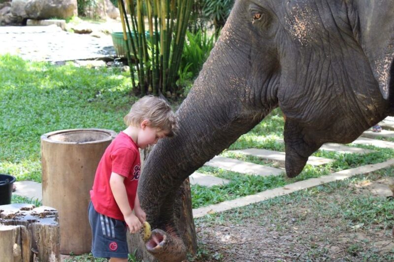 Phuket: Ethical Elephant Sanctuary Experience - Who Will Love This Tour?