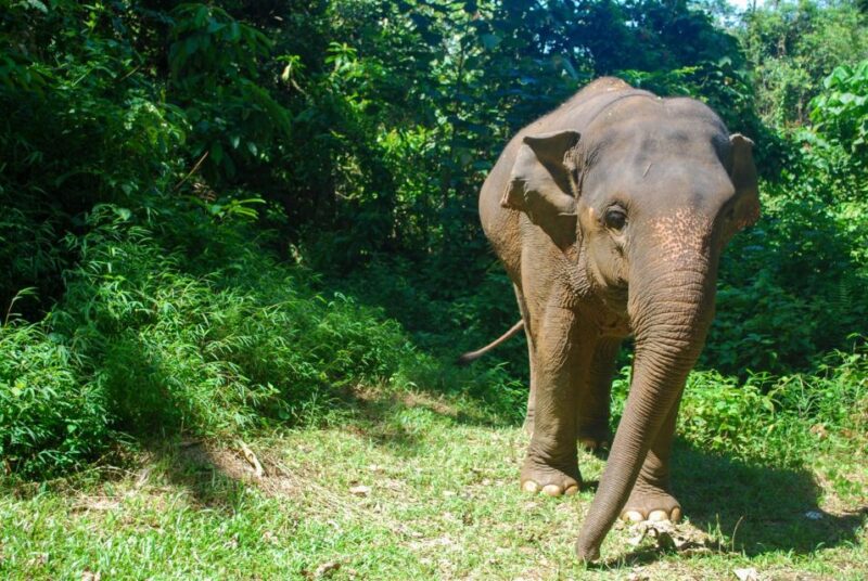 Phuket: Ethical Elephant Sanctuary Experience - Final Thoughts