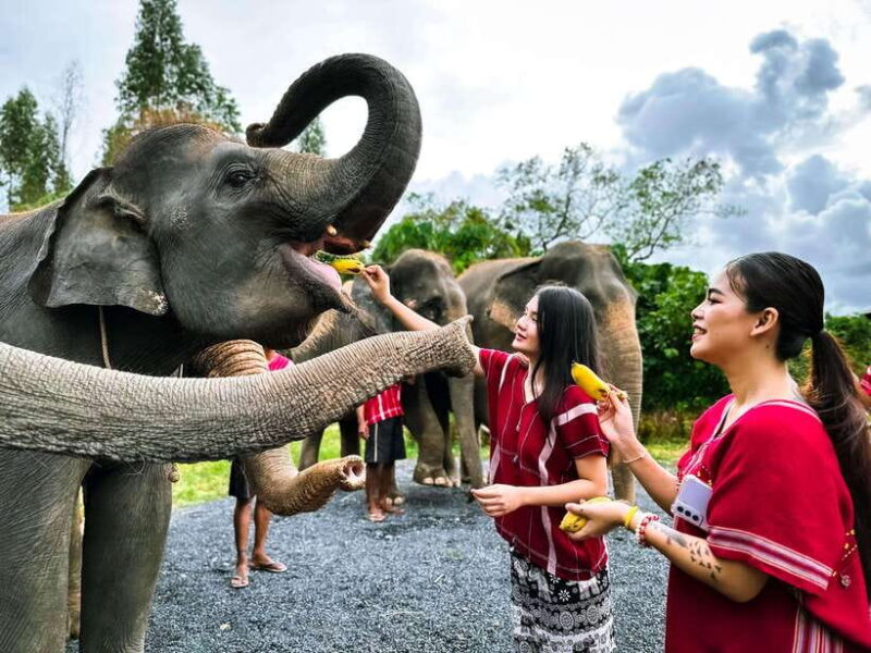 Phuket : Experience feeding and bathing elephants 1.5 Hrs. - Key Points