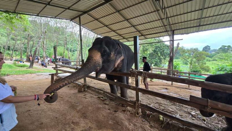Phuket: Feeding Elephants at Phuket Elephant Care - Key Points