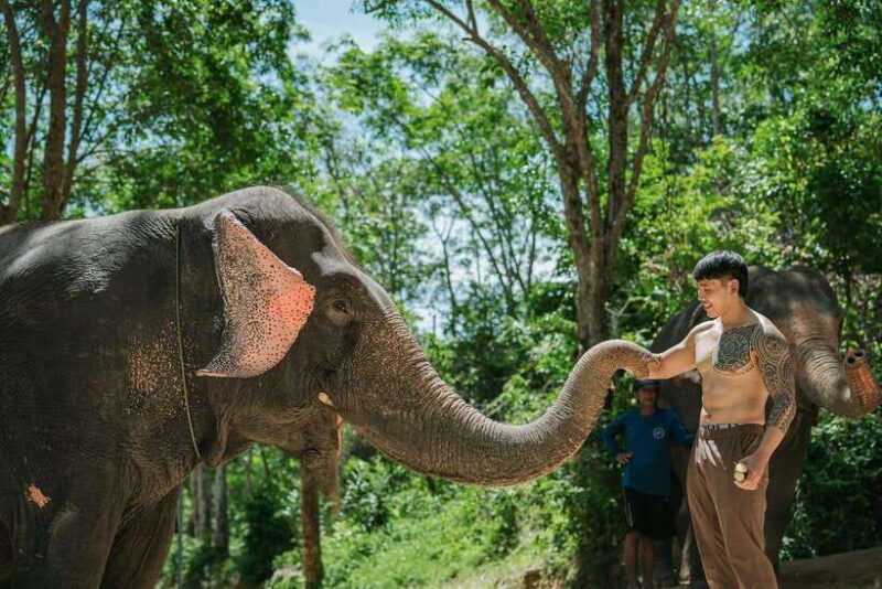 Phuket: Feeding Elephants at Phuket Elephant Care - Who Is This Tour Best Suited For?