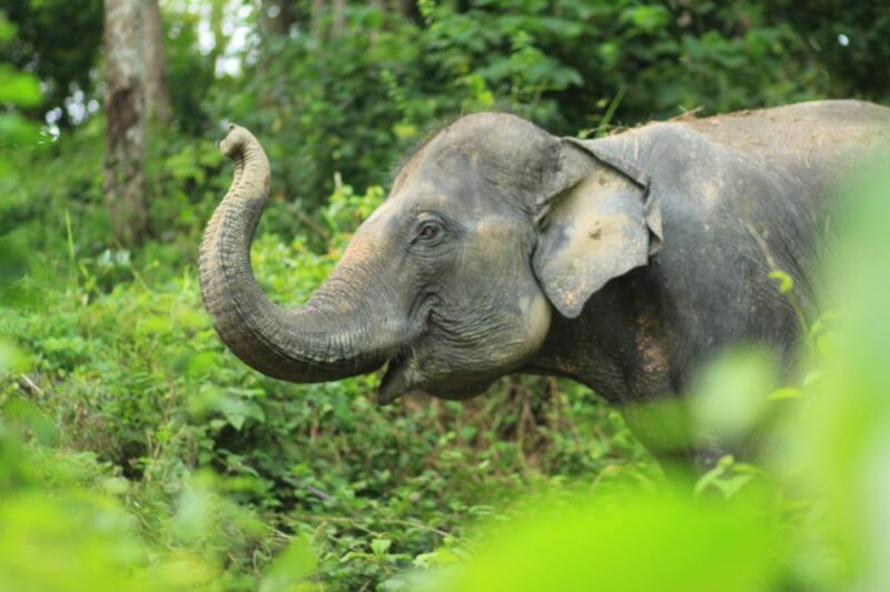 Phuket: Full-Day Elephant Explorer at Phuket Elephant Care - Who Is This Tour Best For?