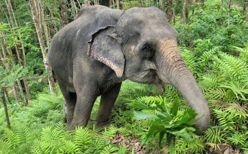 Phuket: Full-Day Elephant Explorer at Phuket Elephant Care - Frequently Asked Questions