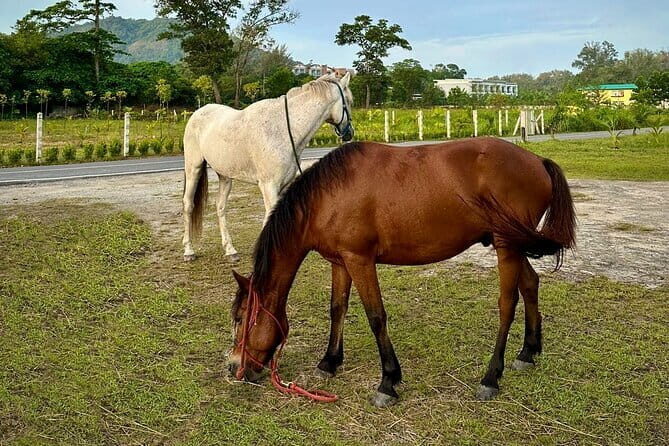 Phuket Golden Sunset Horseback Ride with Palai Beach Views - What to Expect on the Sunset Horseback Ride