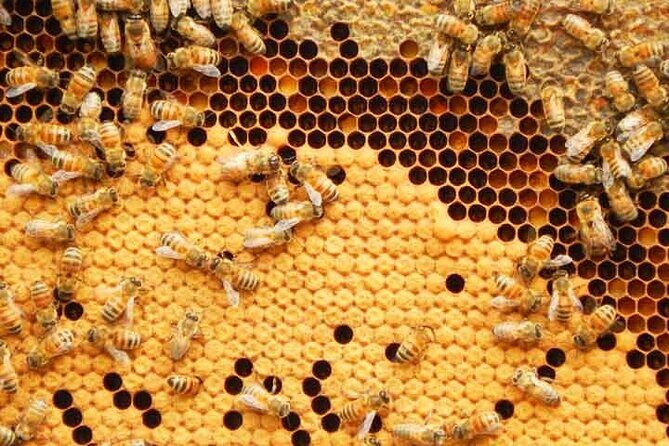 Phuket Half-Day City Tour with Big Buddha, Viewpoint & Temple - The Experience Through Travelers’ Eyes