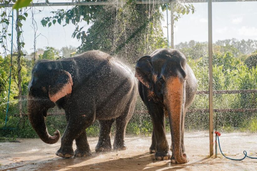 Phuket: Half-Day Elephant Explorer at Phuket Elephant Care - Starting Point: A Personal Look at the Experience
