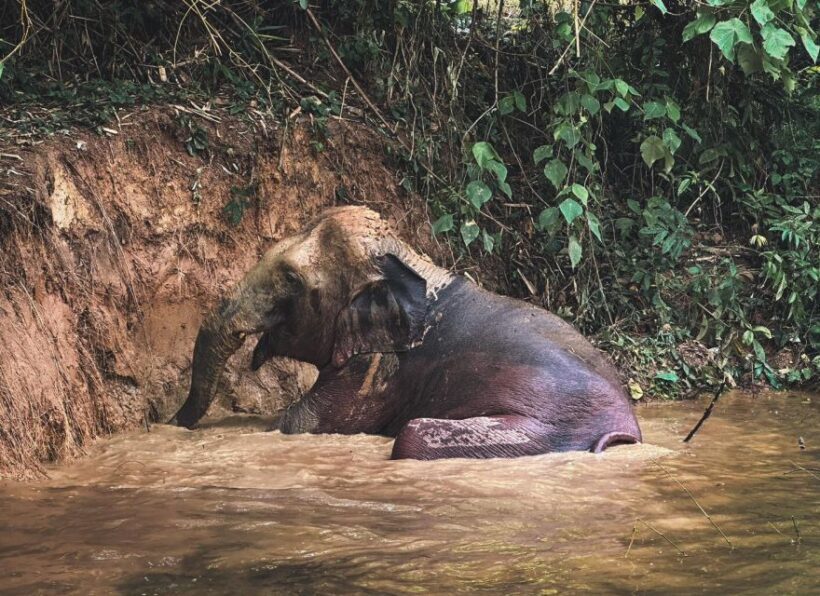 Phuket: Half-Day Elephant Explorer at Phuket Elephant Care - What’s Included and Practical Considerations