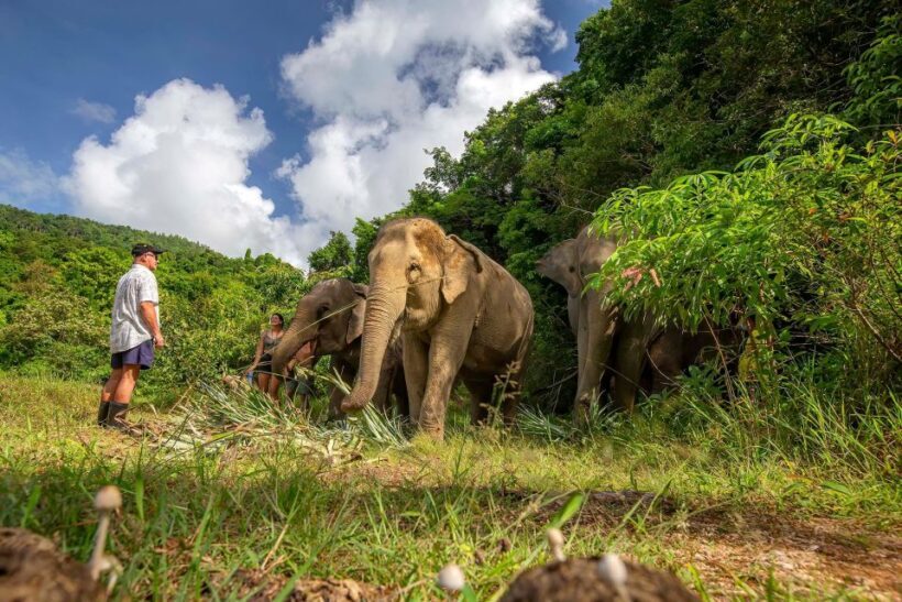 Phuket: Half-Day Ethical Elephant with Meal and Transfer - Key Points