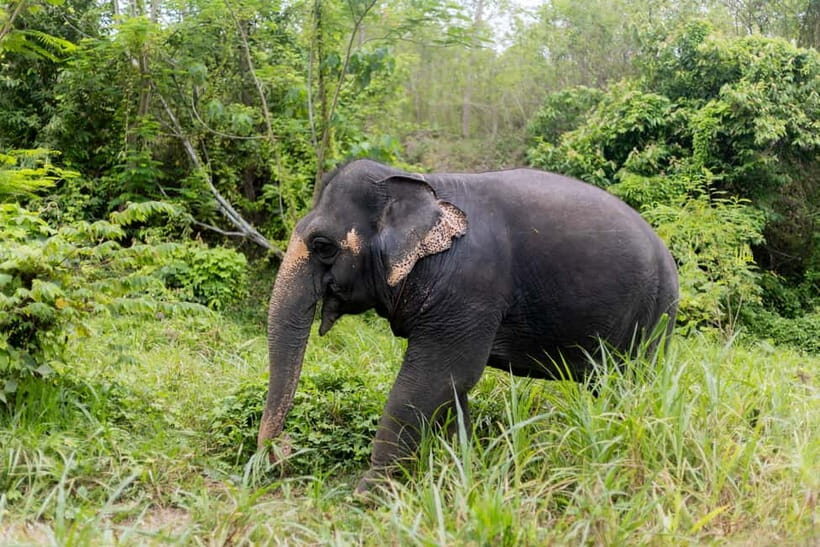 Phuket: Half-Day Ethical Elephant with Meal and Transfer - An Authentic, Ethical Encounter with Elephants