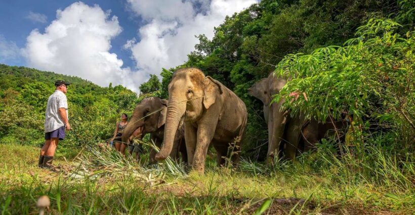 Phuket: Half-Day Ethical Elephant with Meal and Transfer - Cultural and Culinary Highlights