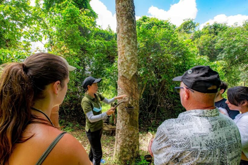 Phuket: Half-Day Ethical Elephant with Meal and Transfer - Who Should Consider This Tour?