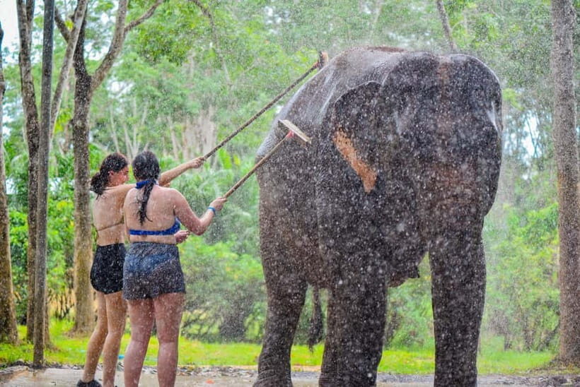 Phuket: Happy Hour Feed and Rain Shower with Elephant - Practical Tips for Visitors