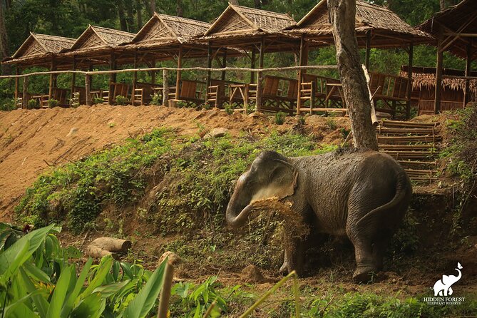 Phuket: Hidden Forest Elephant Reserve Guided Tour with Lunch - FAQ