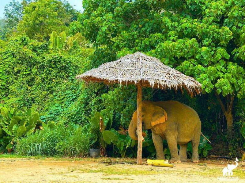 Phuket: Hidden Forest Elephant Reserve with Meal & Transfer - Key Points