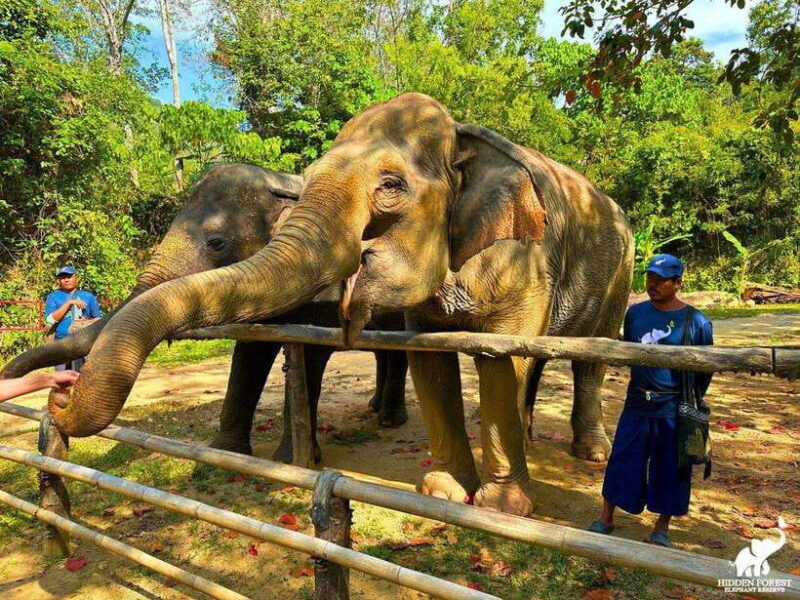 Phuket: Hidden Forest Elephant Reserve with Meal & Transfer - Detailed Breakdown of the Itinerary