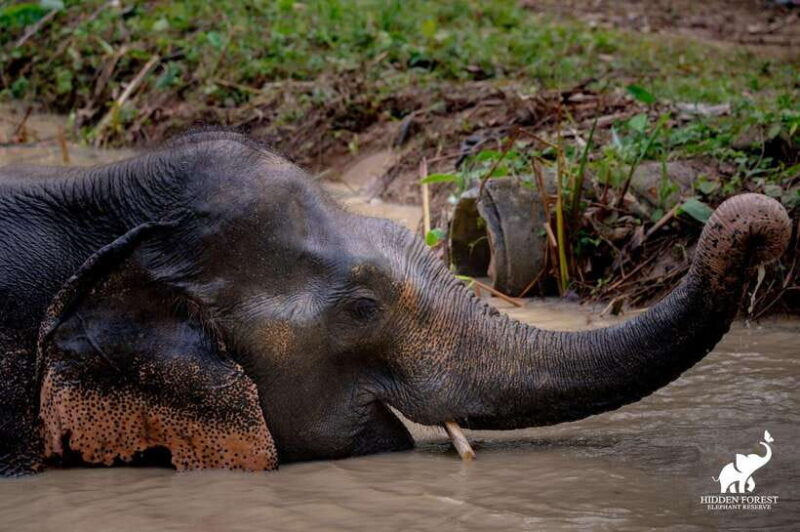 Phuket: Hidden Forest Elephant Reserve with Meal & Transfer - What Reviewers Love About This Experience