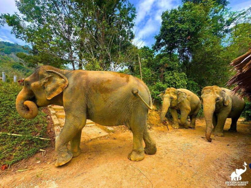 Phuket: Hidden Forest Elephant Reserve with Meal & Transfer - Practical Tips for Visiting