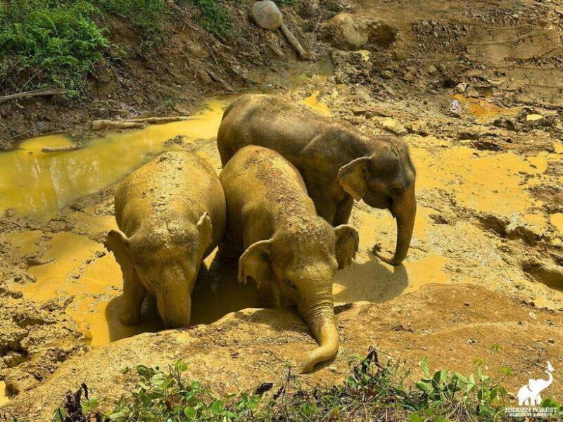 Phuket: Hidden Forest Elephant Reserve with Meal & Transfer - The Sum Up